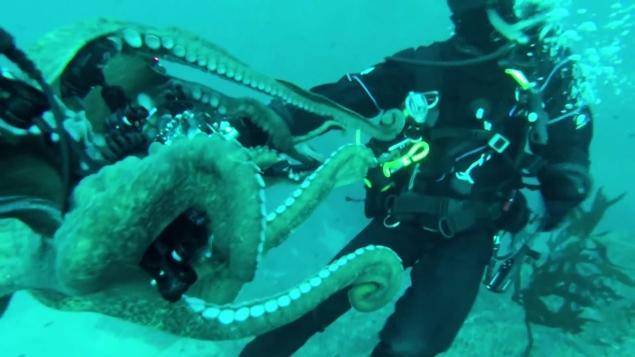 Rare Footage: California Diver Interacts with Octopus - Divesummit.com