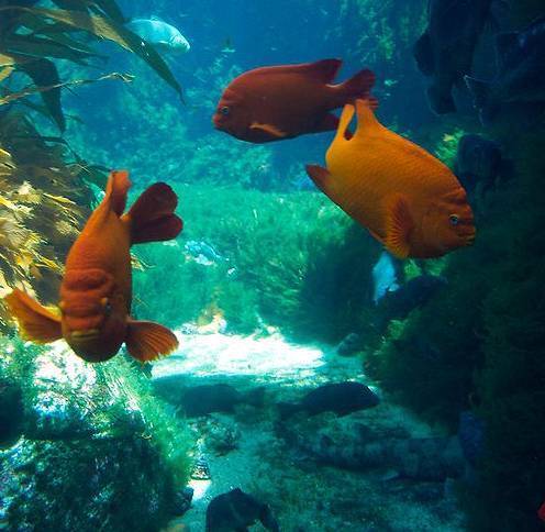 The wonders of the Garibaldi fish and where to view them while diving ...